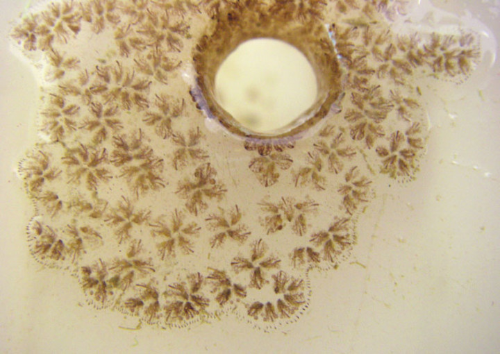 Characteristics of morphology and life history