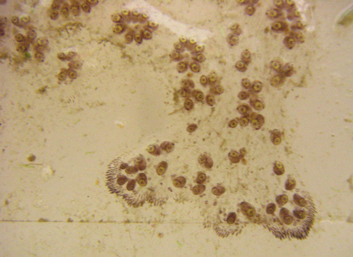 Characteristics of morphology and life history