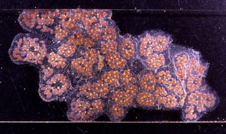 Botryllus primigenus Oka, 1928