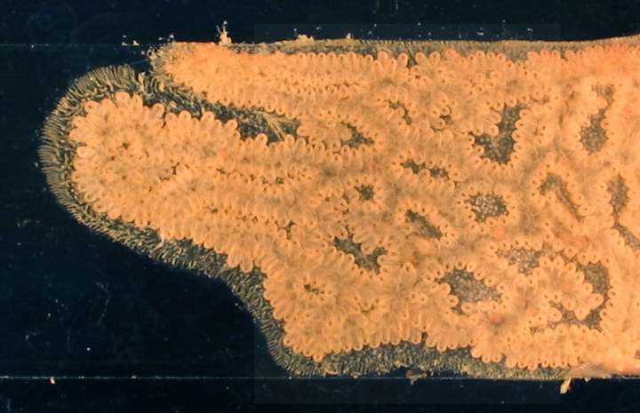 Botrylloides violaceus Oka, 1927