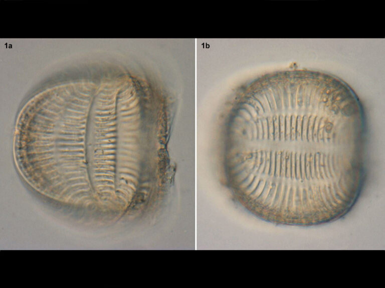 Campylodiscus undulatus | JAMBIO沿岸生物データベース