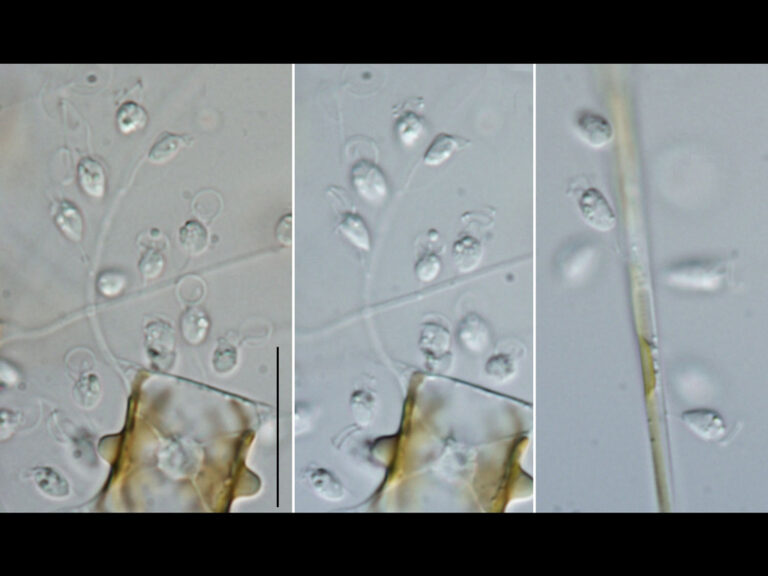 ビコソエカ門 | 分類体系 | JAMBIO沿岸生物データベース