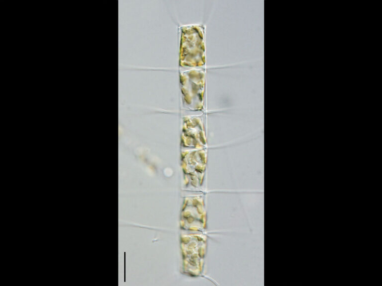 オクロ植物門 | 分類体系 | JAMBIO沿岸生物データベース | ページ 5