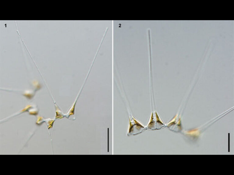 Fragilariales目 | 分類体系 | JAMBIO沿岸生物データベース