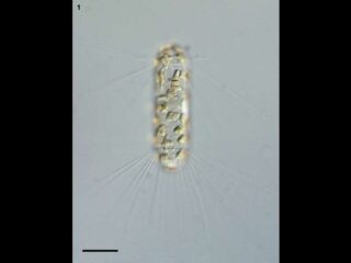 Corethron hystrix | JAMBIO沿岸生物データベース