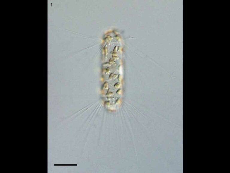 Corethron hystrix | JAMBIO沿岸生物データベース