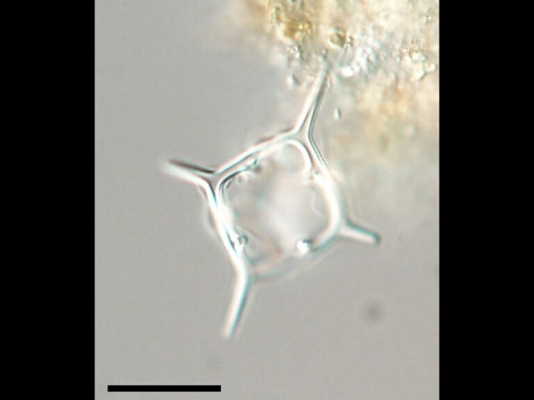 Dictyocha fibula | JAMBIO沿岸生物データベース