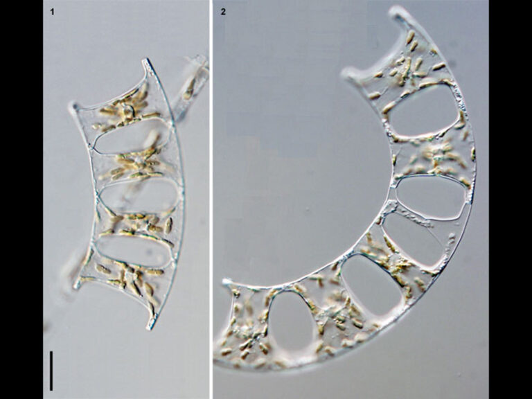 オクロ植物門 | 分類体系 | JAMBIO沿岸生物データベース