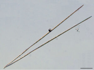 Lioloma属 | 分類体系 | JAMBIO沿岸生物データベース