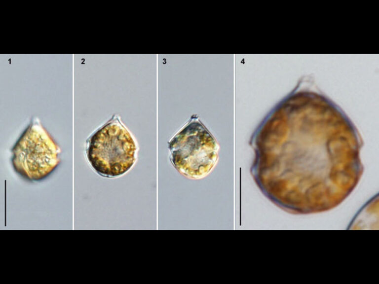 Scrippsiella trochoidea | JAMBIO沿岸生物データベース