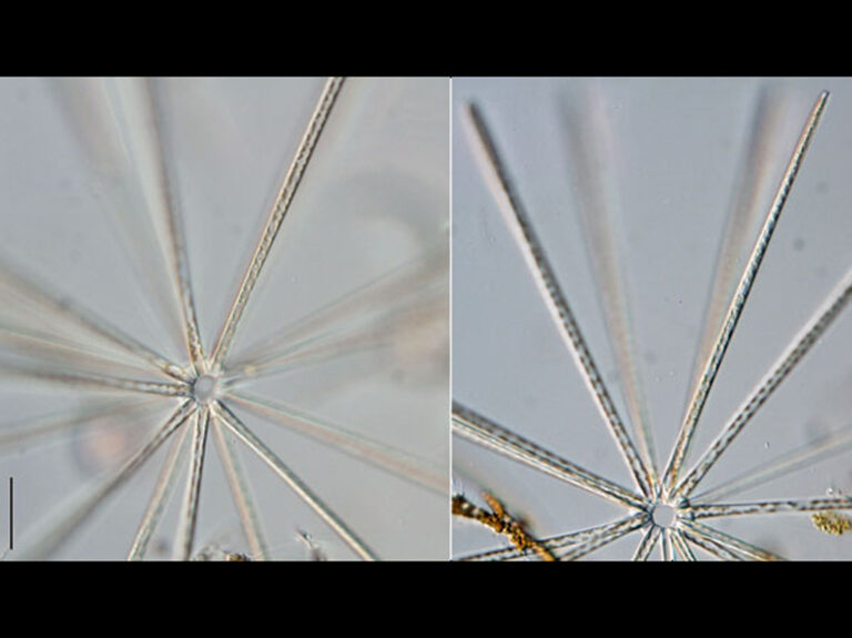 Fragilariophycanae上目 | 分類体系 | JAMBIO沿岸生物データベース