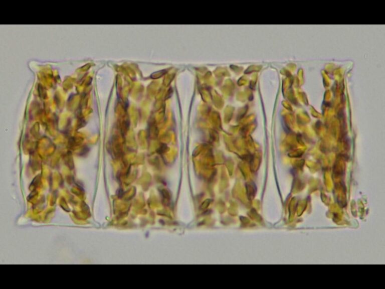 Bellerochea malleus | JAMBIO沿岸生物データベース