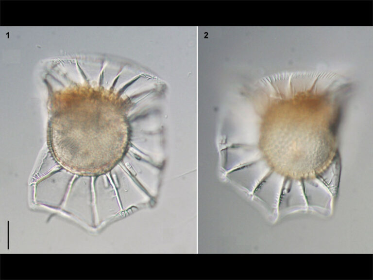 オルニトケルクス属 | 分類体系 | JAMBIO沿岸生物データベース