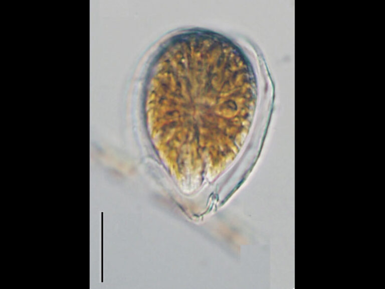 Ostreopsis ovata | JAMBIO沿岸生物データベース