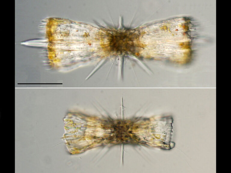 放散虫門 | 分類体系 | JAMBIO沿岸生物データベース