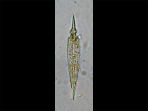 Oxytoxum scolopax | JAMBIO沿岸生物データベース