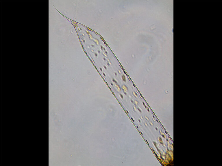 Pseudosolenia calcar-avis | JAMBIO沿岸生物データベース
