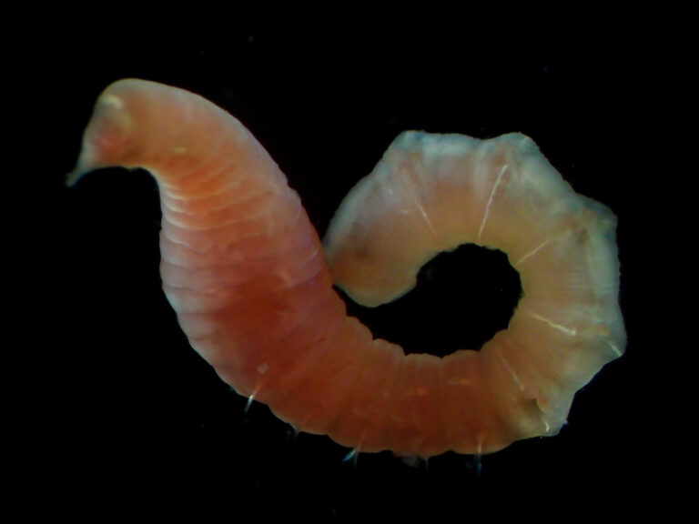 環形動物門 | 分類体系 | JAMBIO沿岸生物データベース
