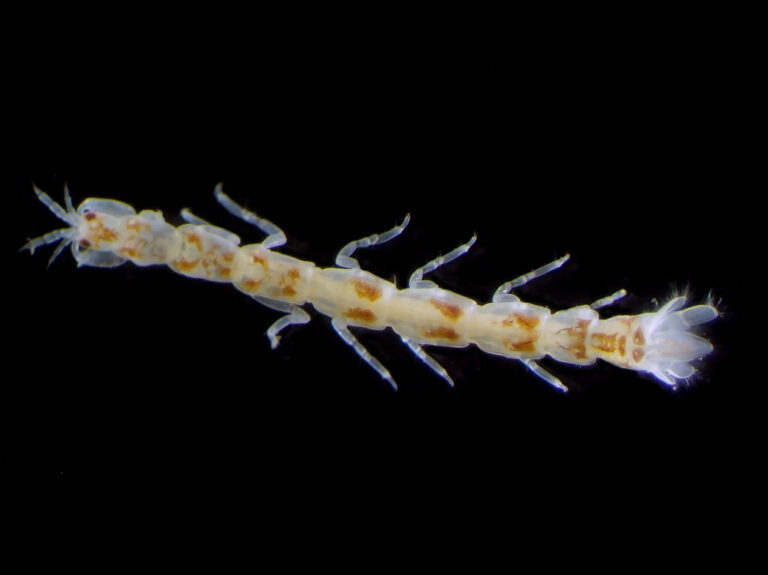 Anthuroidea上科 | 分類体系 | JAMBIO沿岸生物データベース