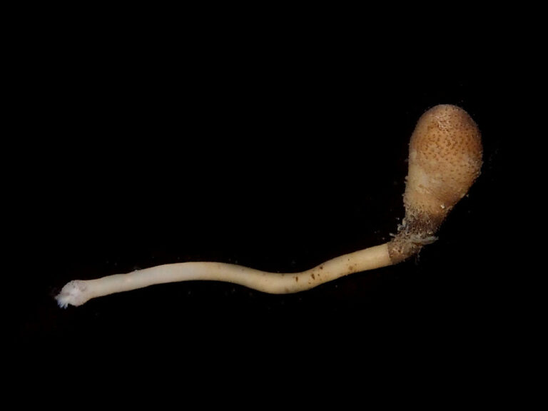 星口動物門 | 分類体系 | JAMBIO沿岸生物データベース