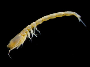 クーマ目 | 分類体系 | JAMBIO沿岸生物データベース