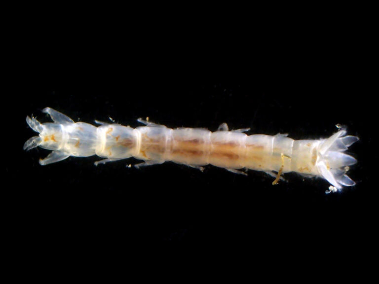 等脚目 | 分類体系 | JAMBIO沿岸生物データベース