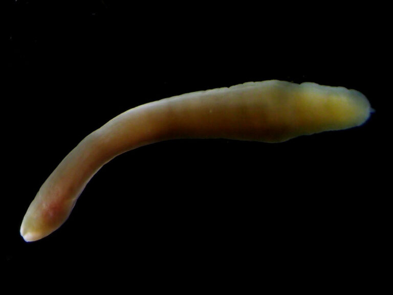 紐形動物門 | 分類体系 | JAMBIO沿岸生物データベース