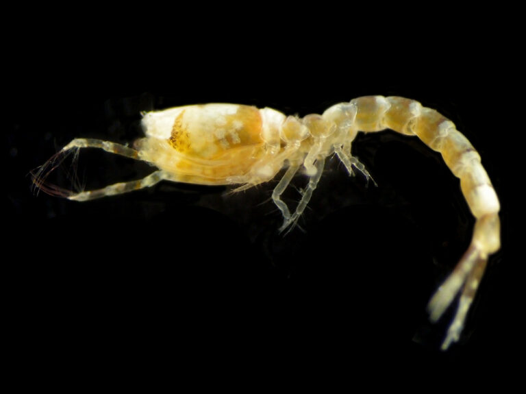 クーマ目 | 分類体系 | JAMBIO沿岸生物データベース