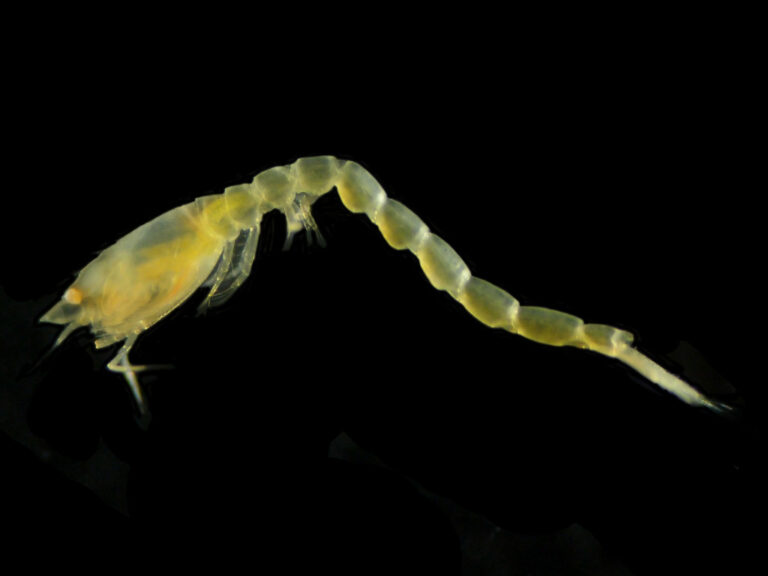 ホソナギサクーマ属 | 分類体系 | JAMBIO沿岸生物データベース