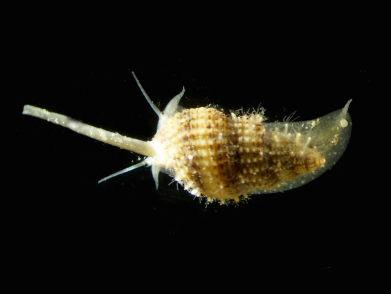 新腹足目 | 分類体系 | JAMBIO沿岸生物データベース