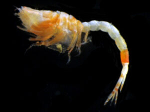 クーマ目 | 分類体系 | JAMBIO沿岸生物データベース