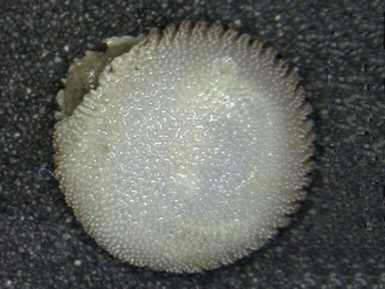 Heterocyathus sulcatus | JAMBIO沿岸生物データベース