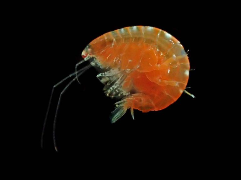 ヨコエビ亜目 | 分類体系 | JAMBIO沿岸生物データベース | ページ 3