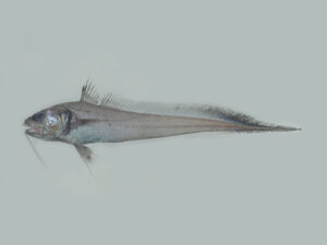 脊椎動物亜門 | 分類体系 | JAMBIO沿岸生物データベース