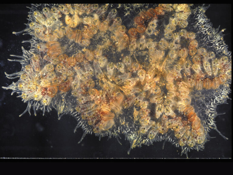 尾索動物亜門 | 分類体系 | JAMBIO沿岸生物データベース