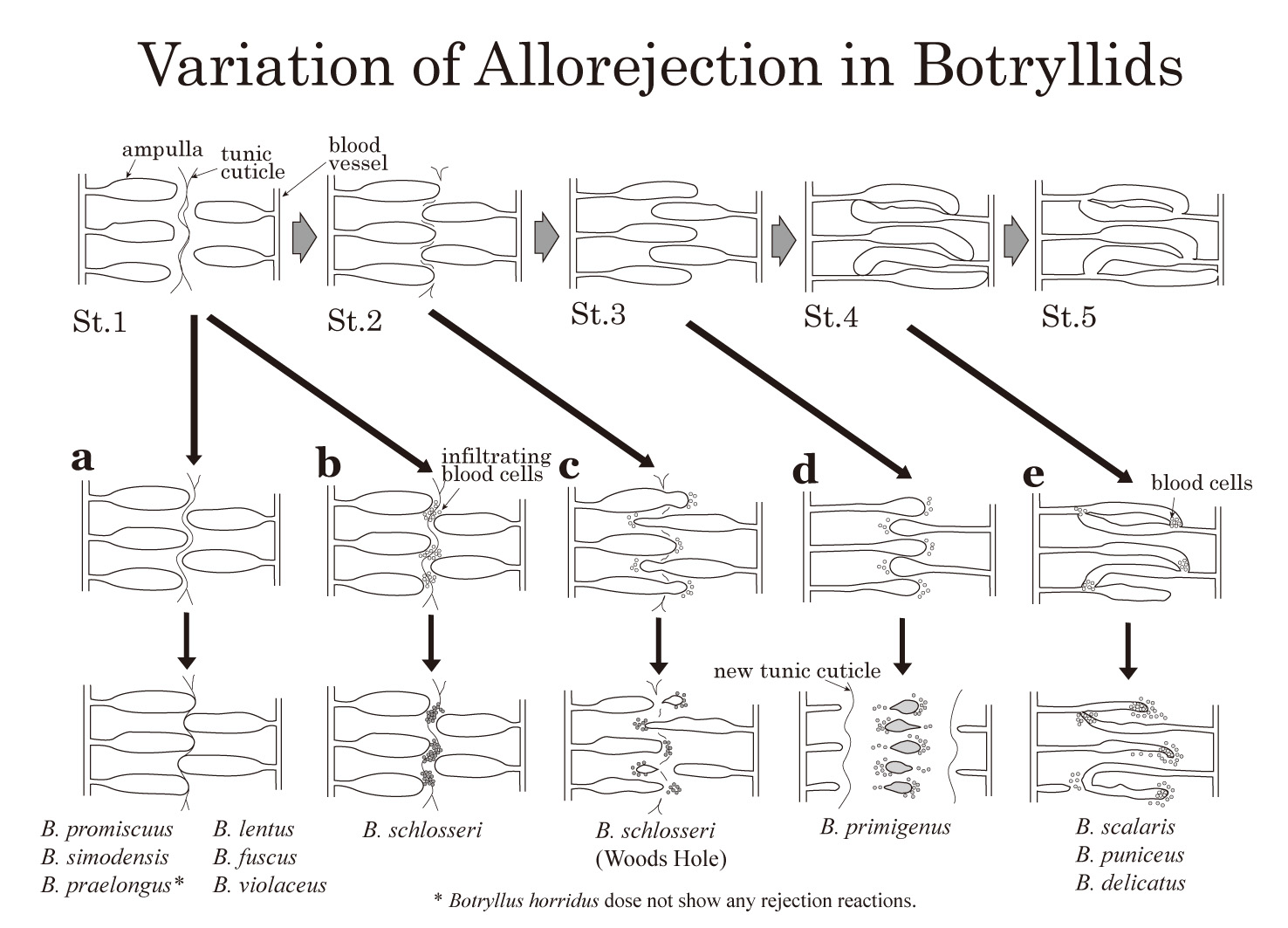 Variation of the allorejection manner in colony specificity