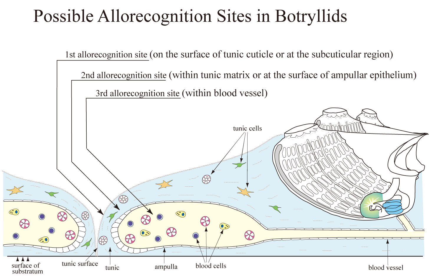 Allorecognition sites in a colony of botryllids
