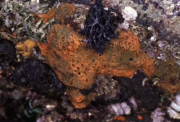 Halichondria japonica