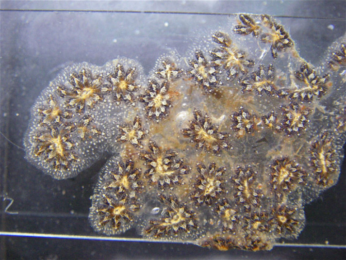 Botryllus schlosseri Pallas, 1766